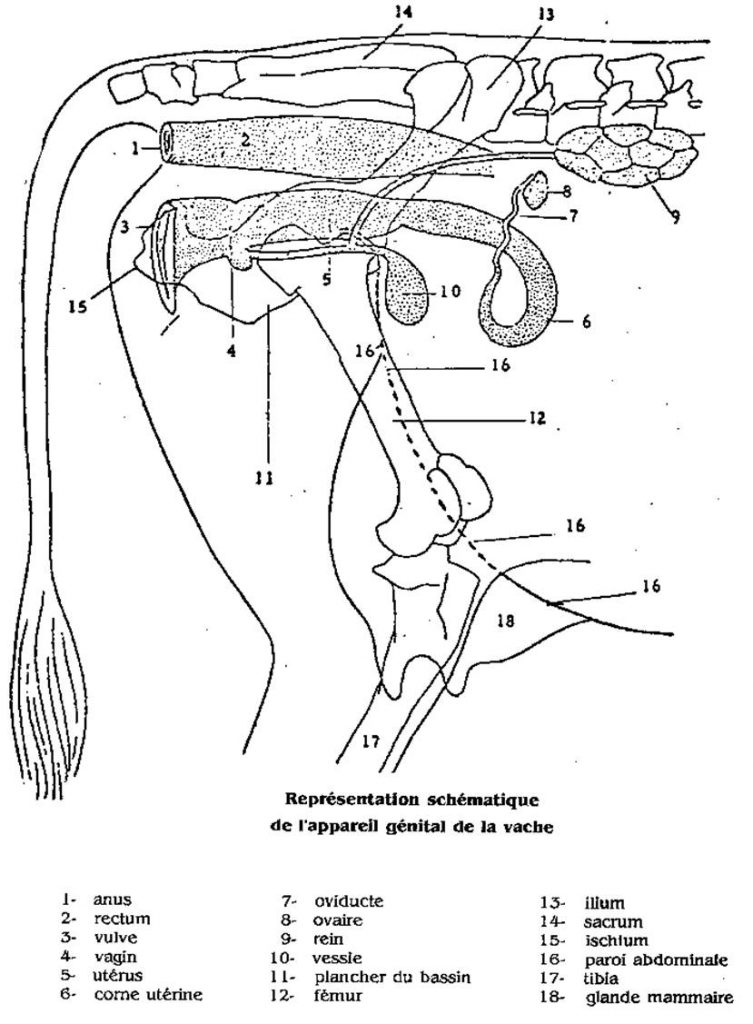 L’INSEMINATION ARTIFICIELLE CHEZ LA VACHE | Agriculture Mono