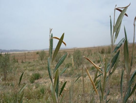 Verticilliose مرض ذبول الزيتون الفرتسيليوز | Agriculture Mono