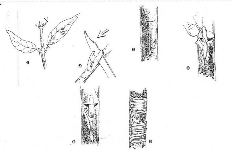 Techniques de Greffage de l’Oléastre | Agriculture Mono